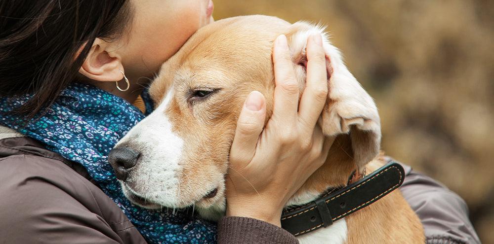 Things to Know about Local Pet Cremation Services in Adelaide – Angel Ashes